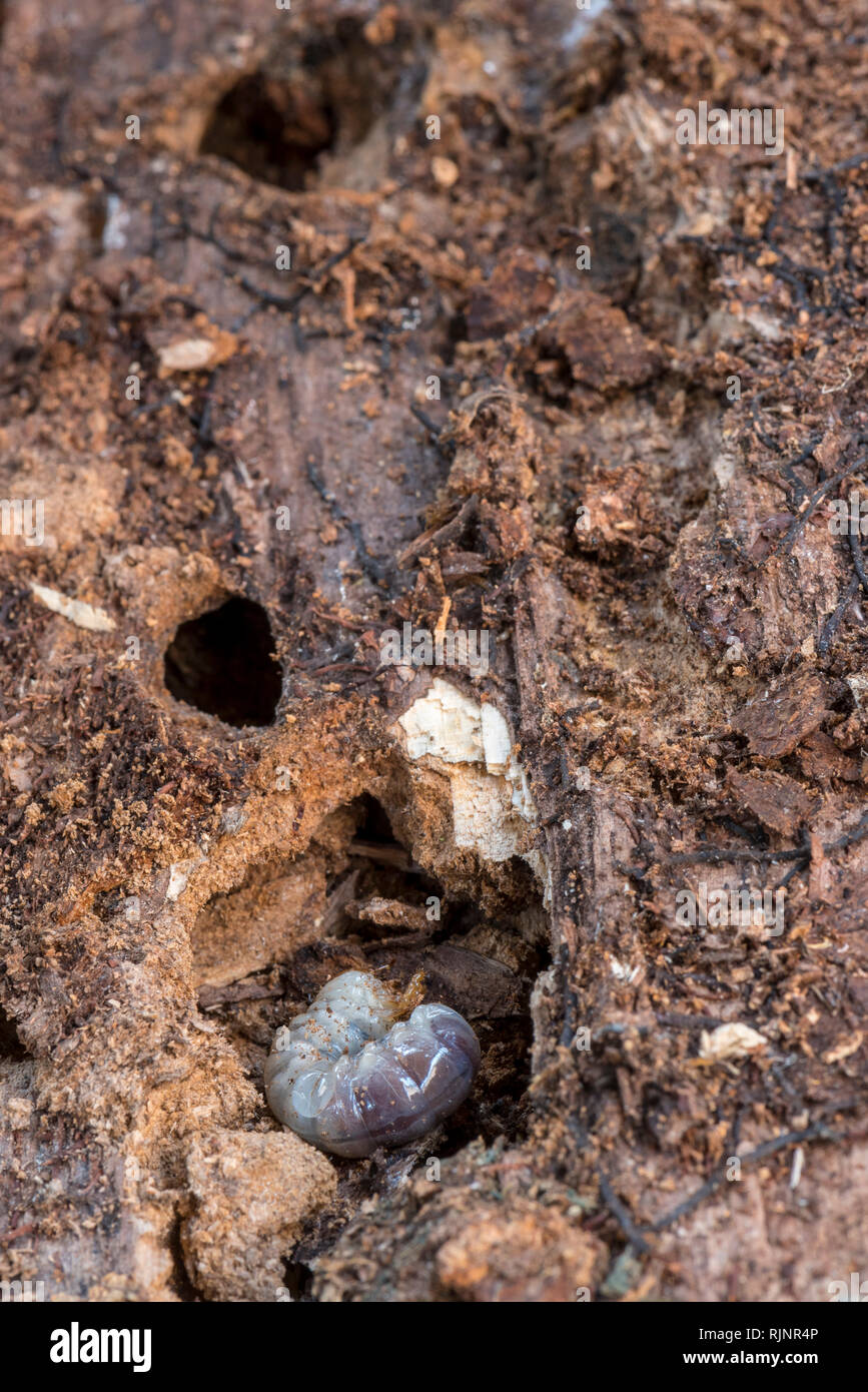 Beech stumps hi-res stock photography and images - Alamy