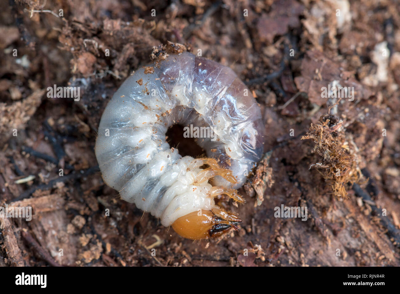 Stag Beetle Larva High Resolution Stock Photography and Images - Alamy