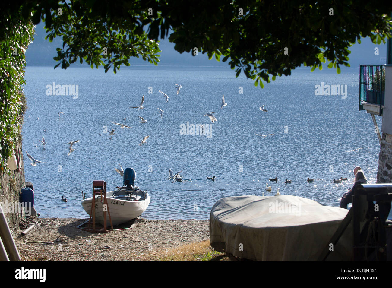 Europe, Italy, Lombardy, Lago Lario, Lago Como, Lecco branch. Mandello ...