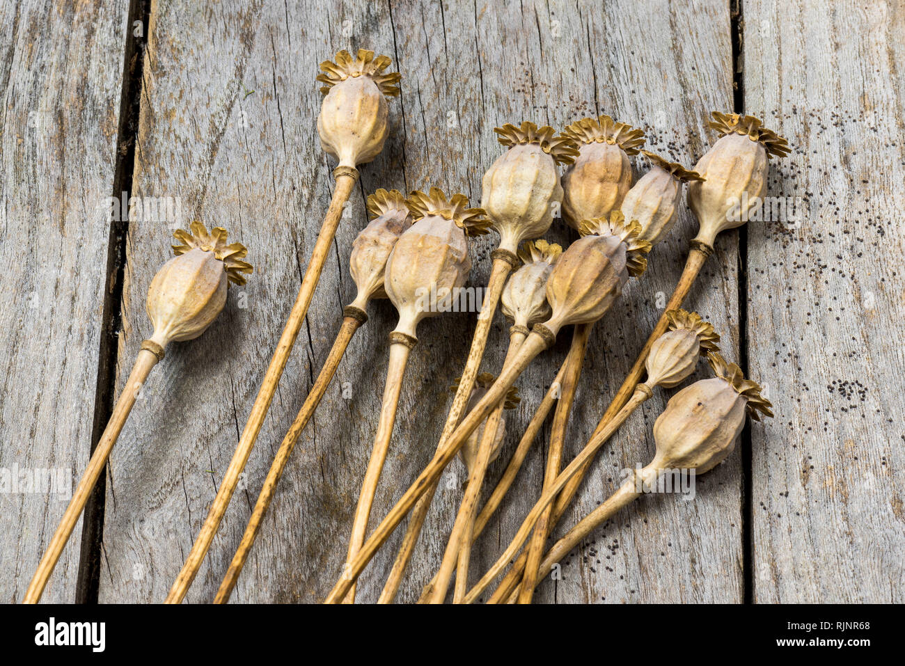 Poppy fruits hi-res stock photography and images - Alamy