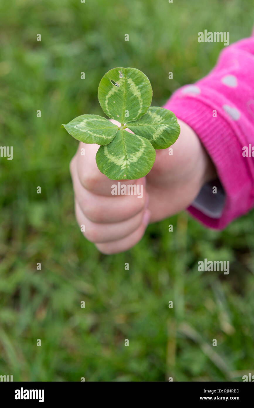 Four leaf clover in a girl's hand, spring, Pas de Calais, France Stock ...