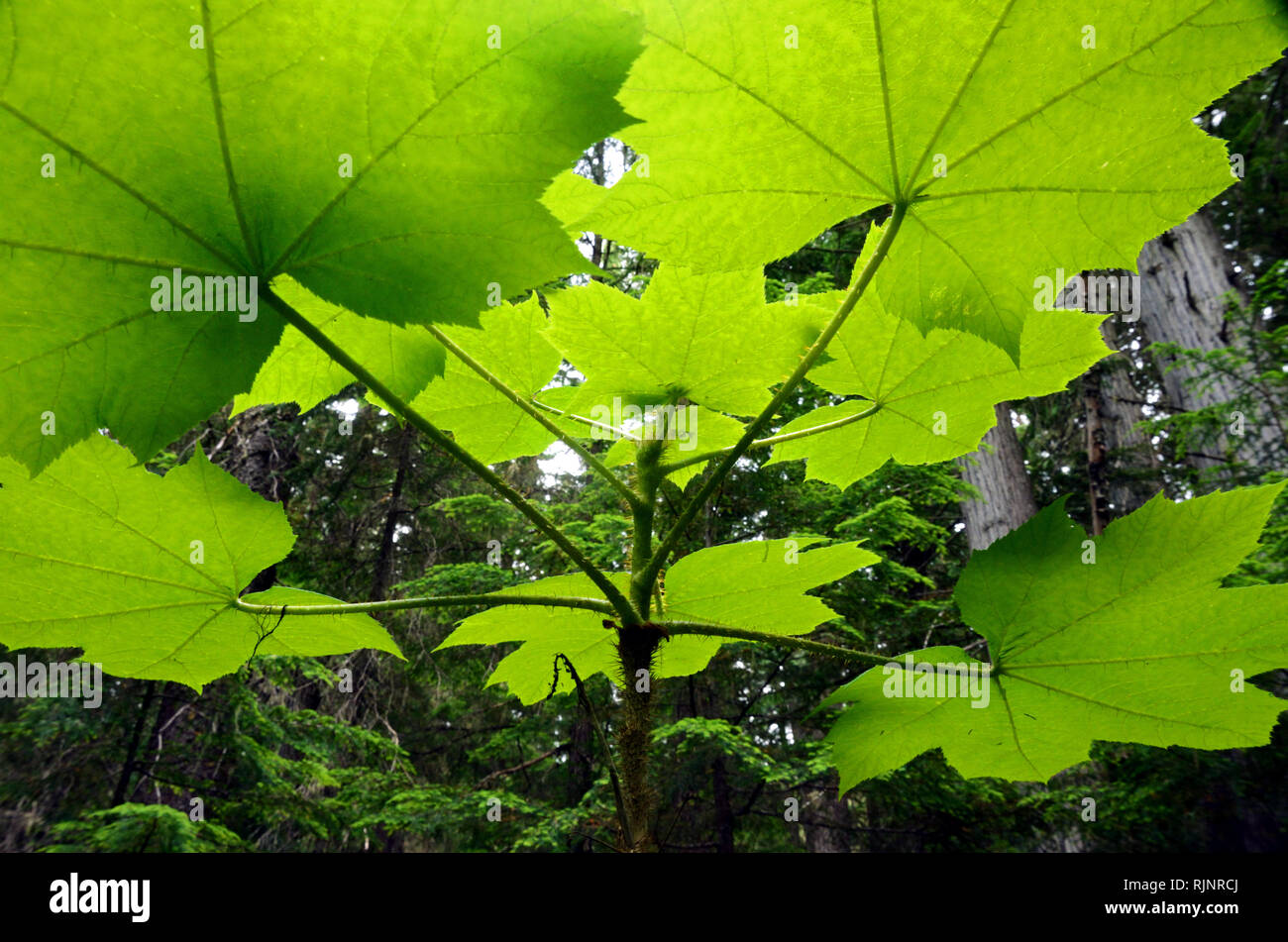 Devil's club in an old-growth forest at French Creek Cedars. Kootenai ...