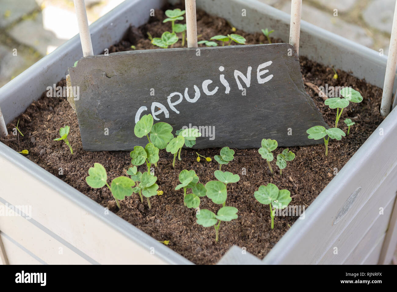 Climbing plants in a container hi-res stock photography and images - Alamy