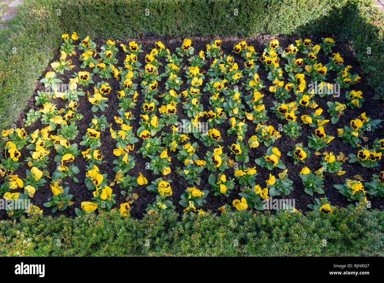 Viola species hi-res stock photography and images - Alamy