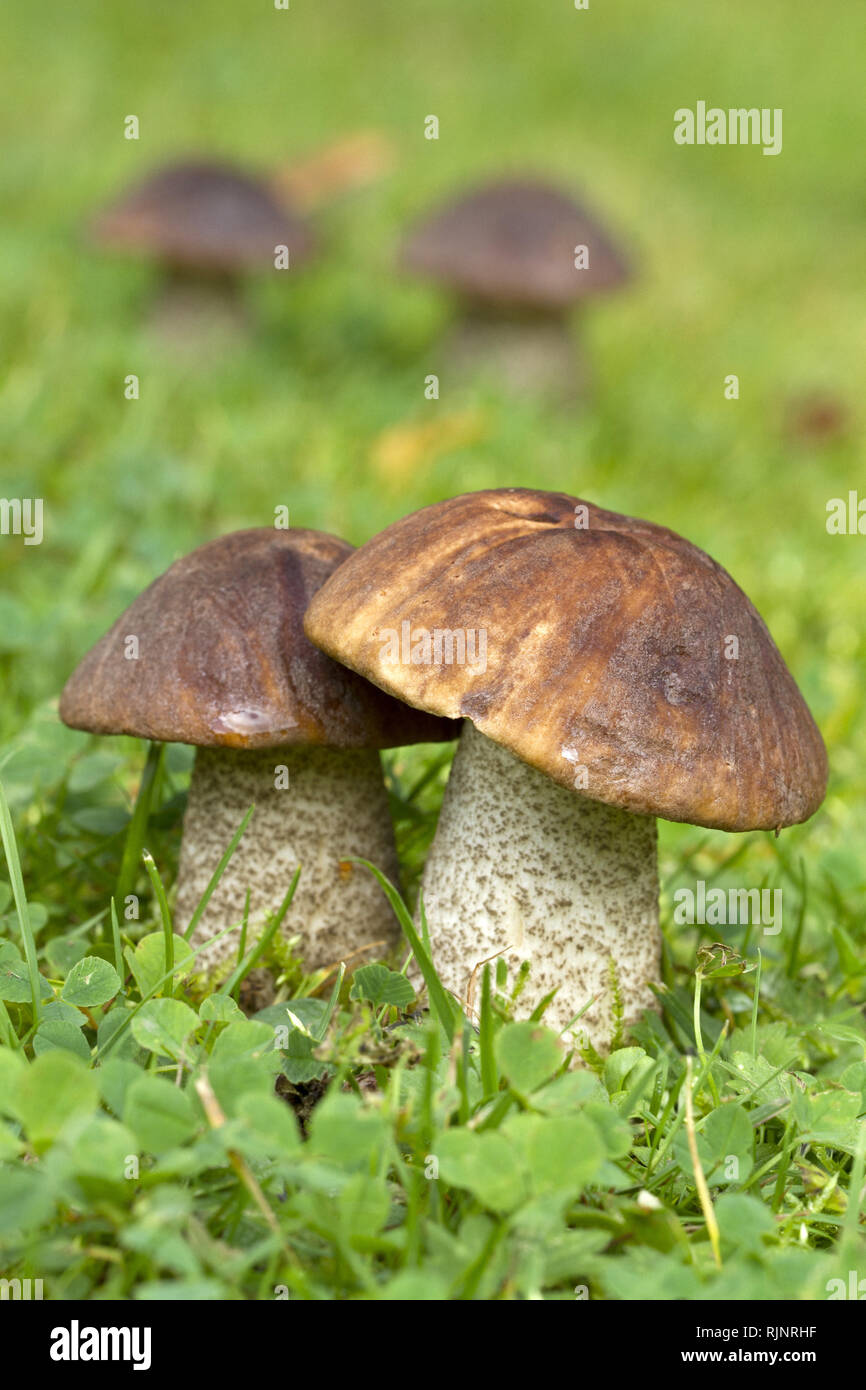 Rough-stemmed bolete (Leccinum scabrum Stock Photo - Alamy