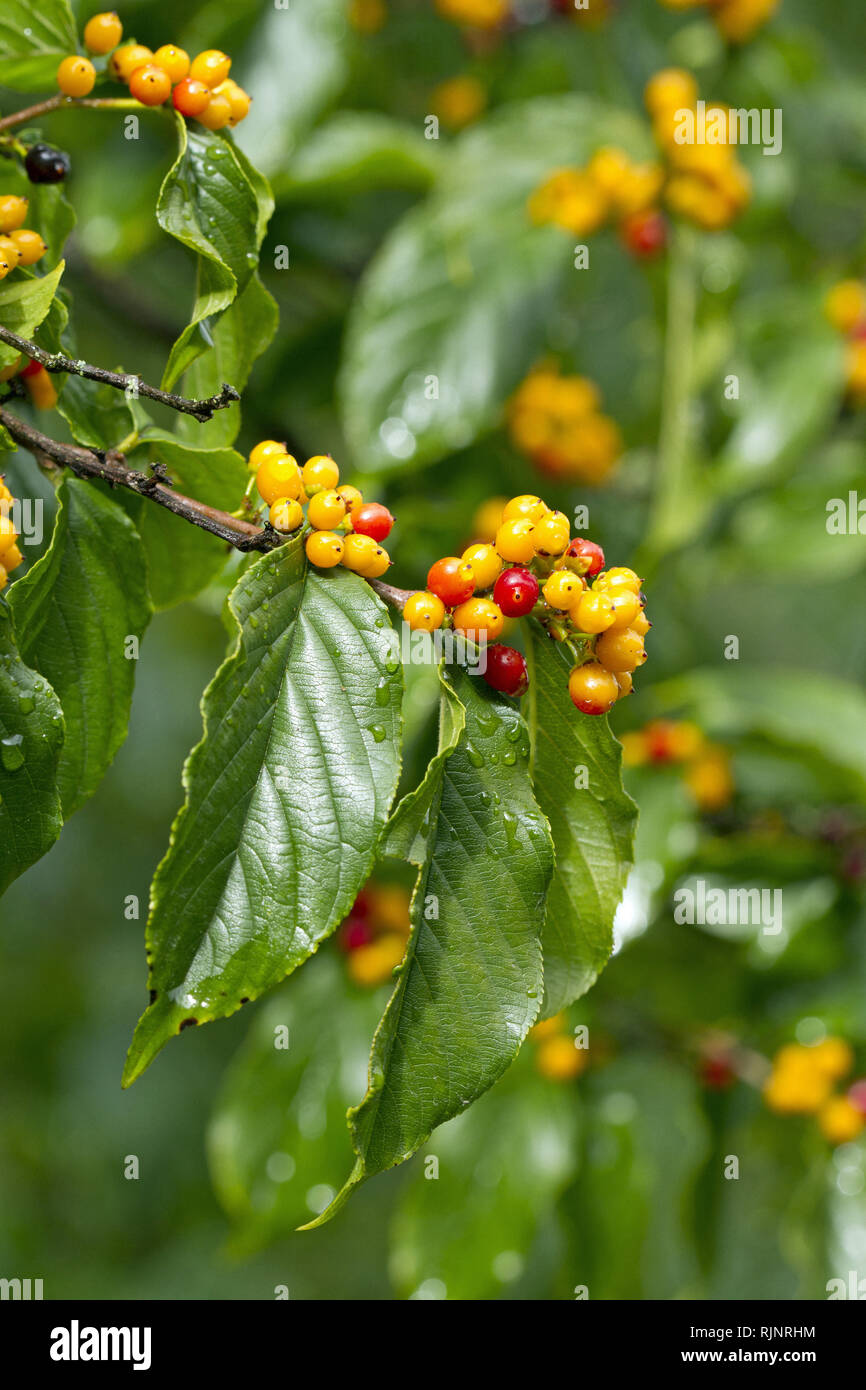 Rhamnaceae family hi-res stock photography and images - Alamy