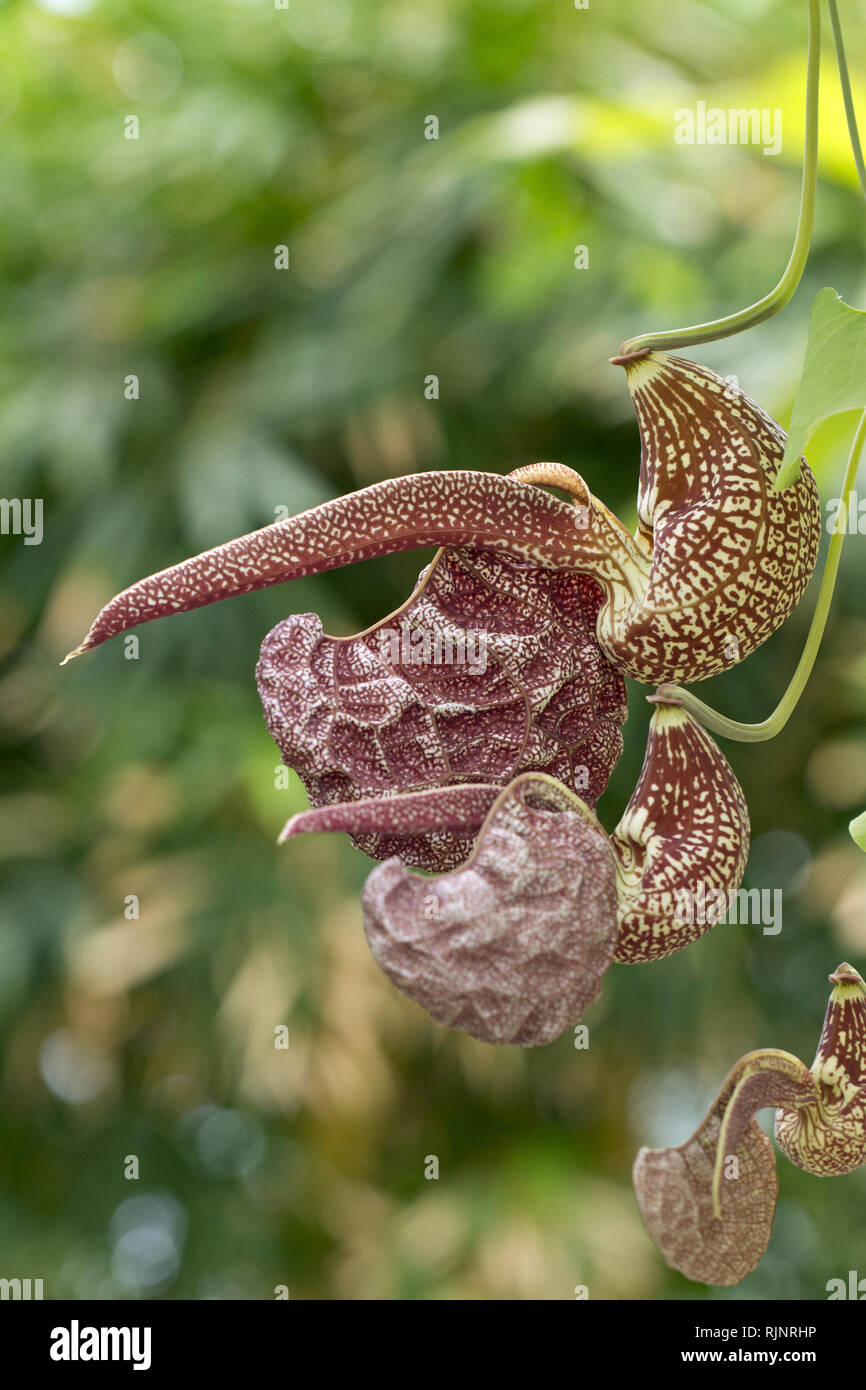 Aristolochia labiata hi-res stock photography and images - Alamy