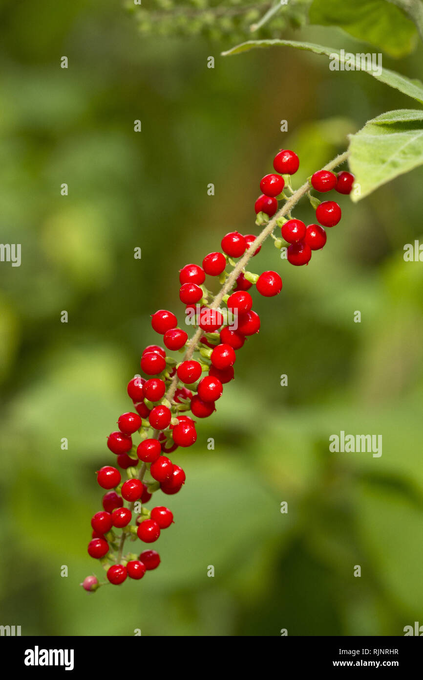 Petiveriaceae hi-res stock photography and images - Alamy