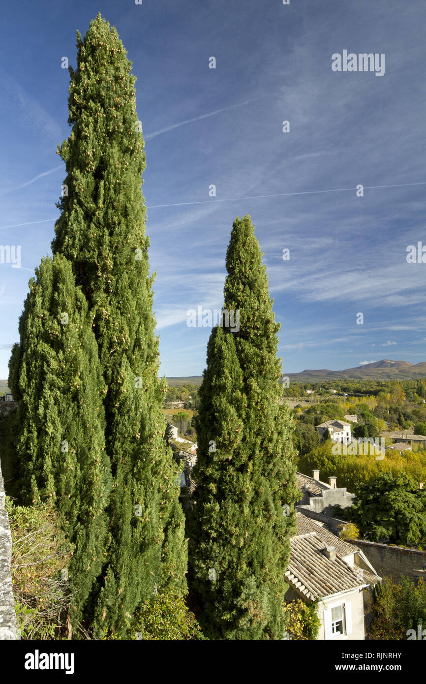 Italian cypress cupressus sempervirens hi-res stock photography and ...