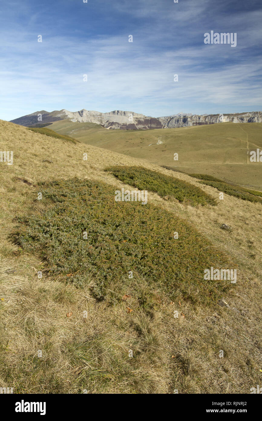 Dwarf juniper (Juniperus communis subsp. nana) plateau of Ambel ...