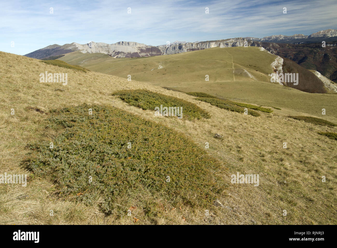 Dwarf juniper (Juniperus communis subsp. nana) plateau of Ambel ...