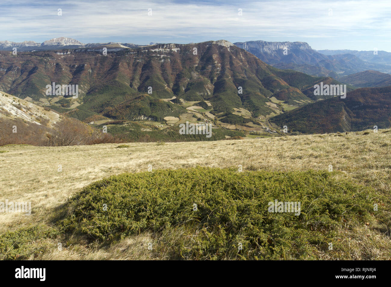 Dwarf juniper (Juniperus communis subsp. nana) plateau of Ambel ...