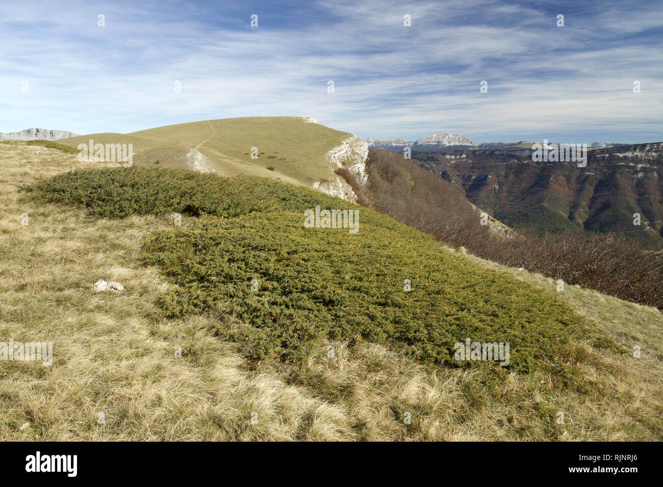 Dwarf juniper (Juniperus communis subsp. nana) plateau of Ambel ...