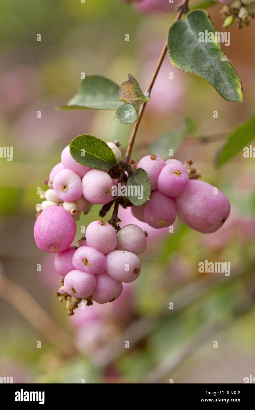 Pink snowberry (Symphoricarpos x doorenbosii 'Mother of Pearl' Stock ...