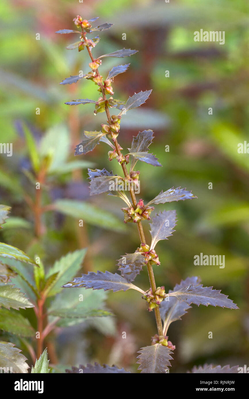 Shrubby haloragis (Haloragis erecta Stock Photo - Alamy