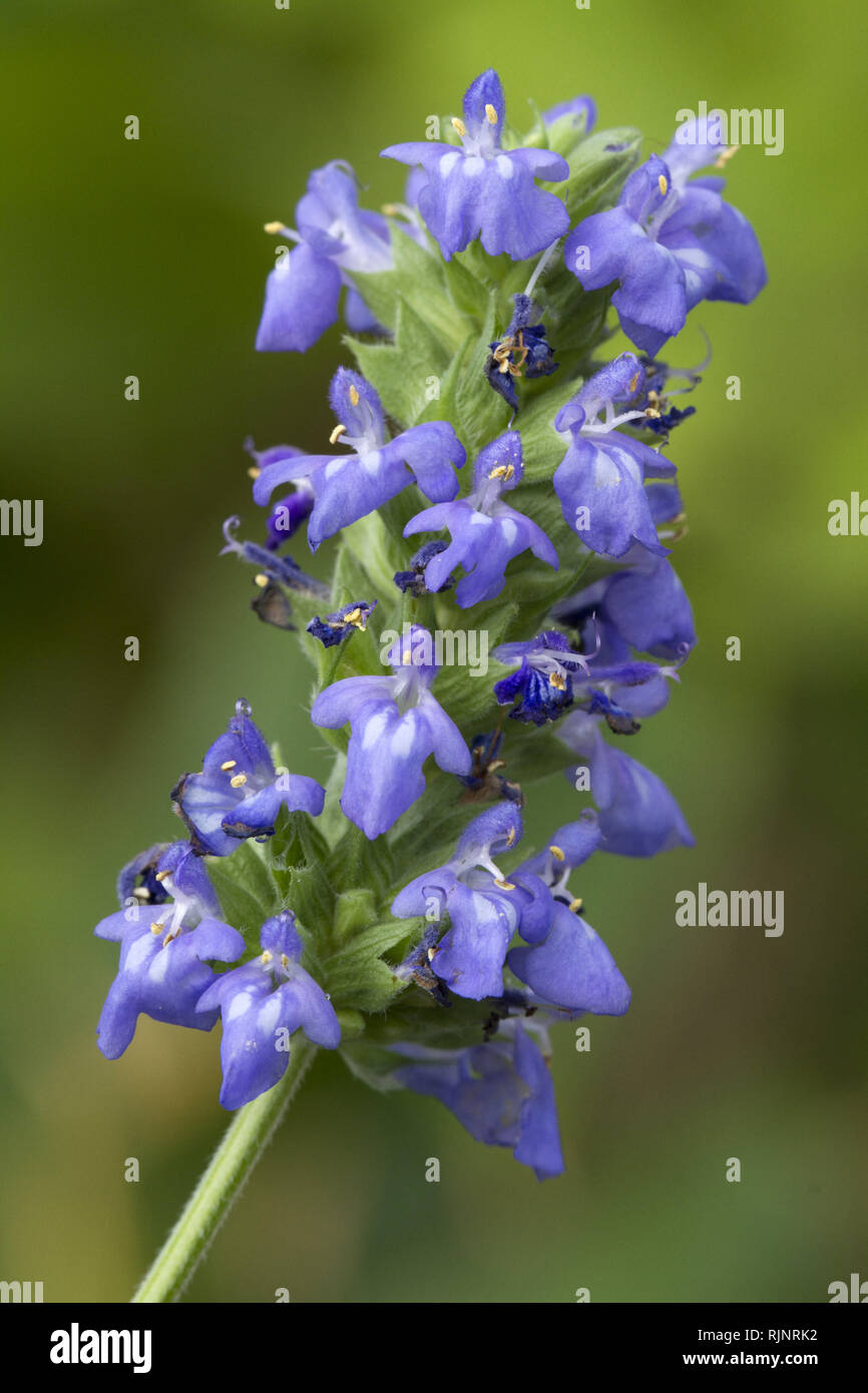 Chia (Salvia hispanica Stock Photo - Alamy