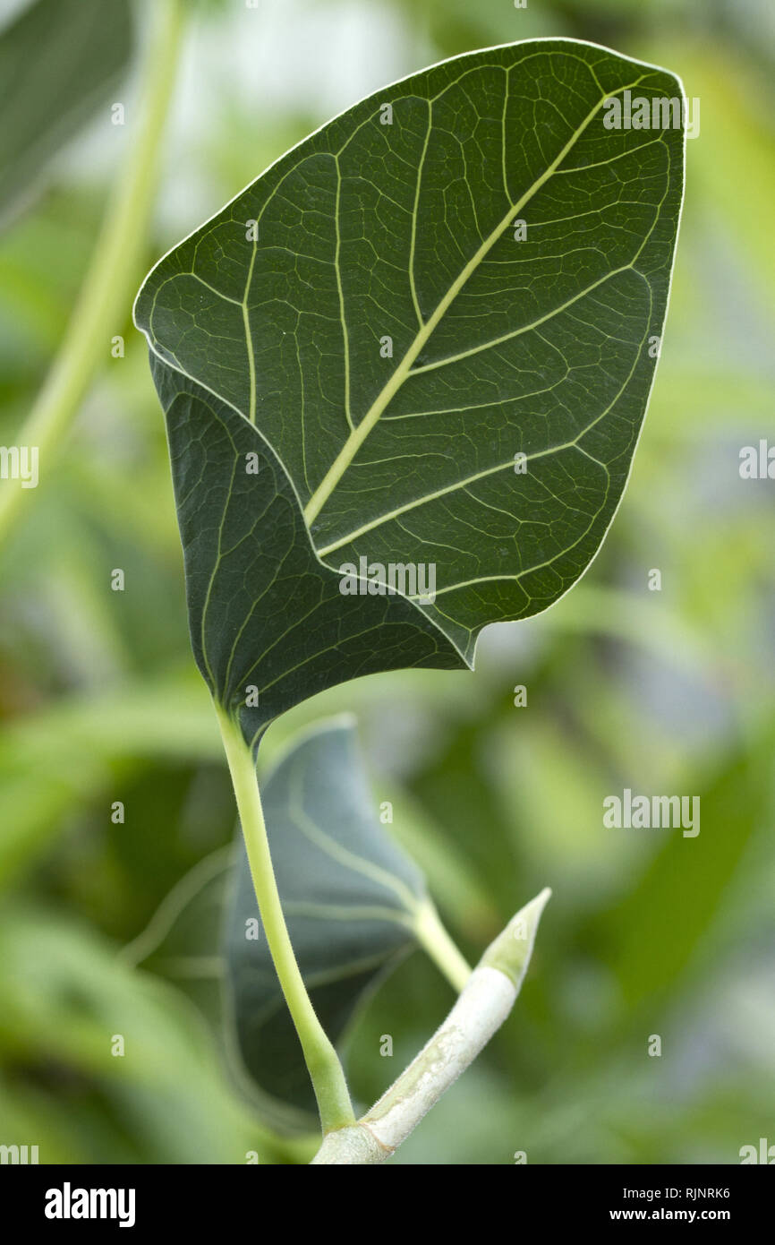 Indian banyan tree ficus benghalensis hi-res stock photography and ...
