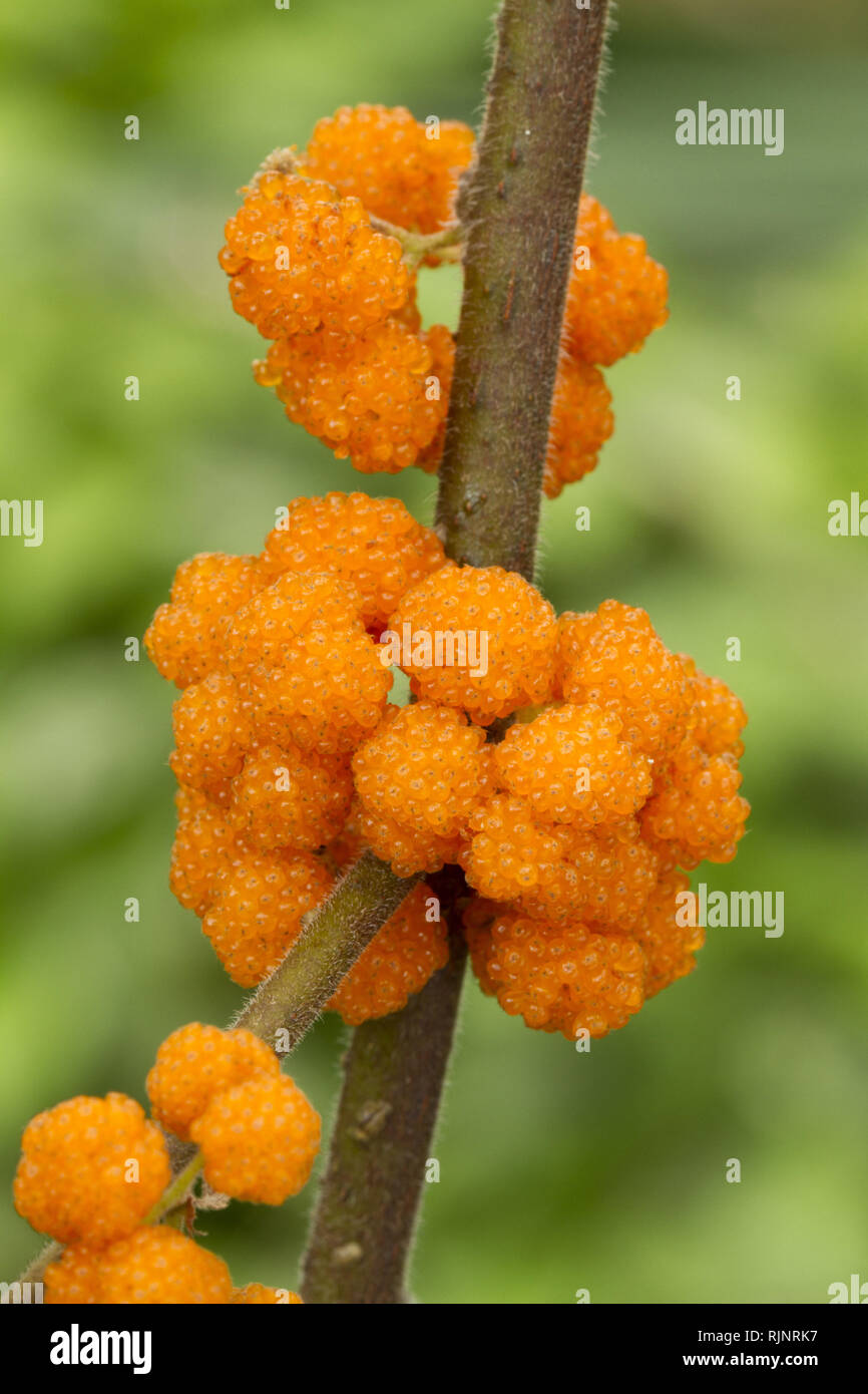 Orange Wild Rhea (Debregeasia longifolia Stock Photo - Alamy