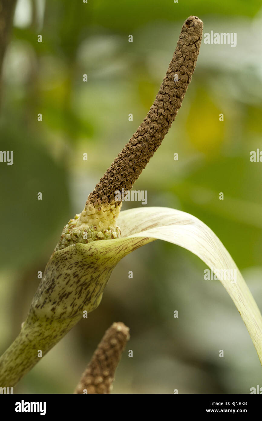 Gonatopus boivinii hi-res stock photography and images - Alamy