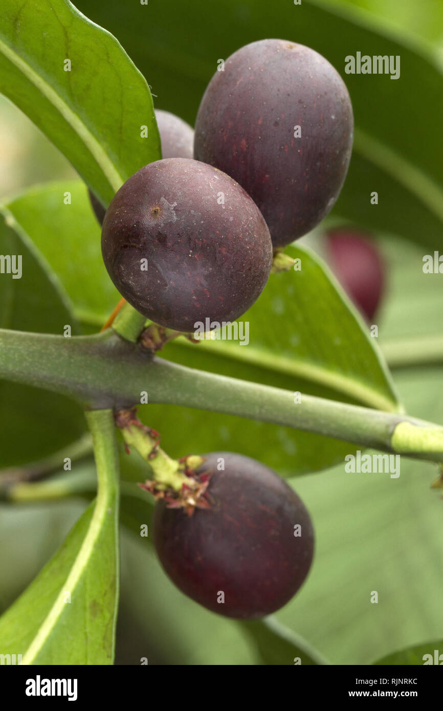 Bushman´s poison (Acokanthera oblongifolia Stock Photo - Alamy