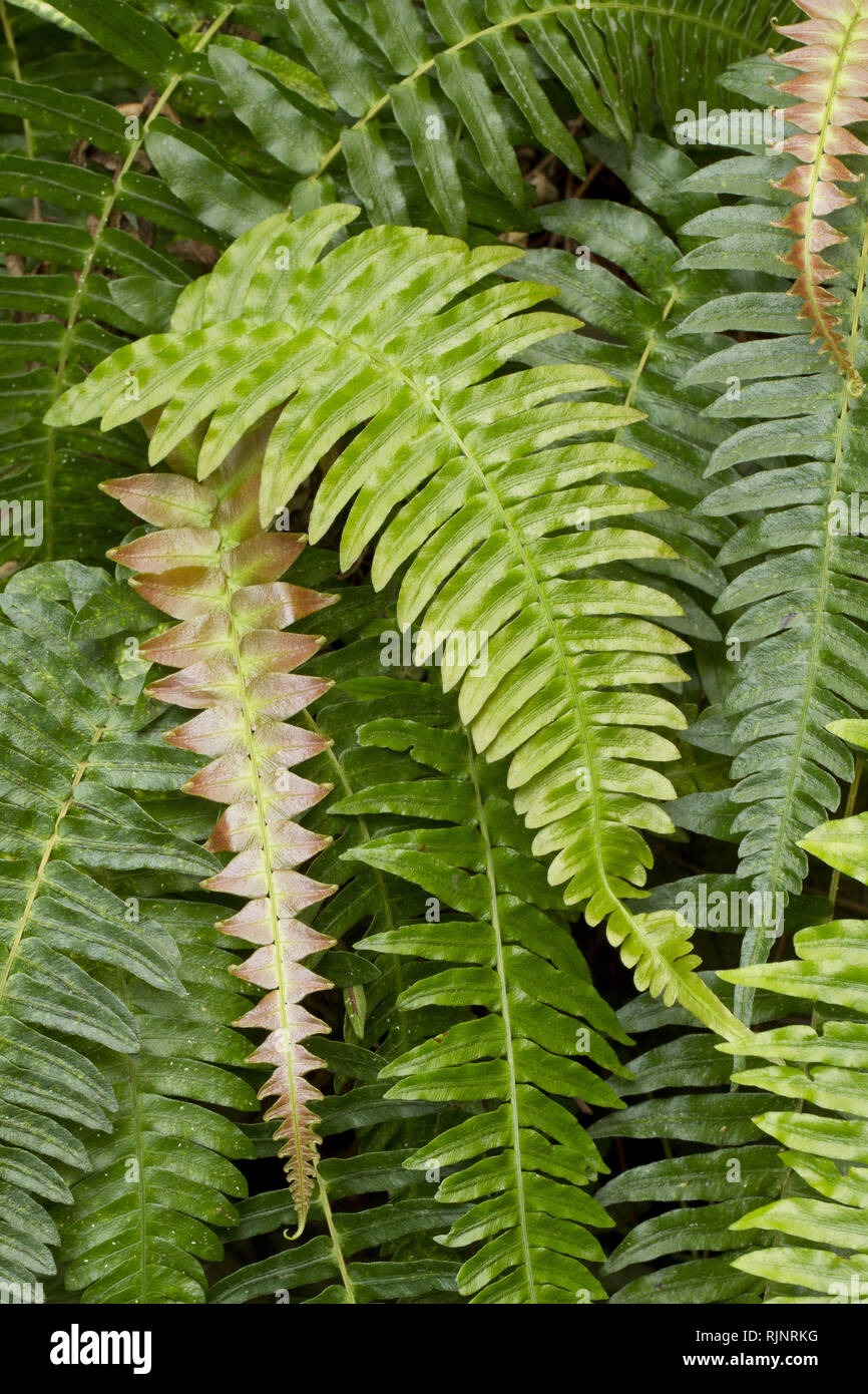 Blechnum sp hi-res stock photography and images - Alamy