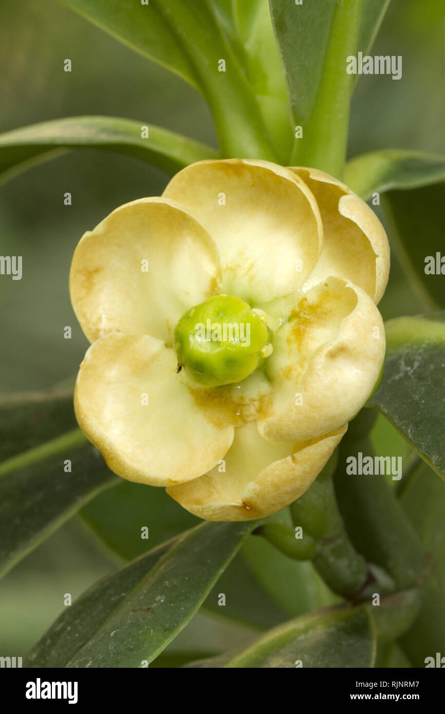 Autograph tree (Clusia rosea Stock Photo - Alamy