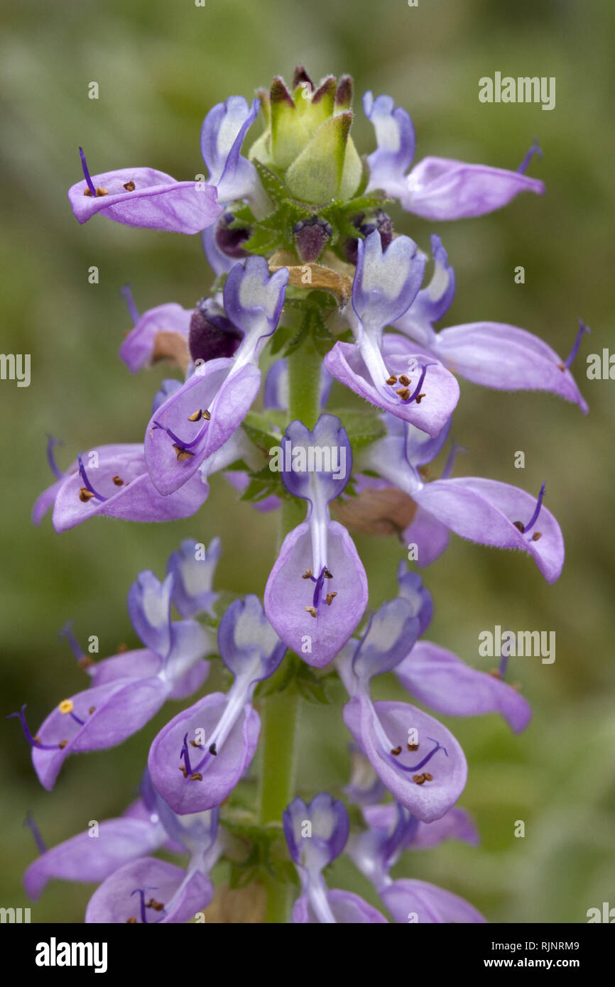 Spurflower (Plectranthus pentheri Stock Photo - Alamy