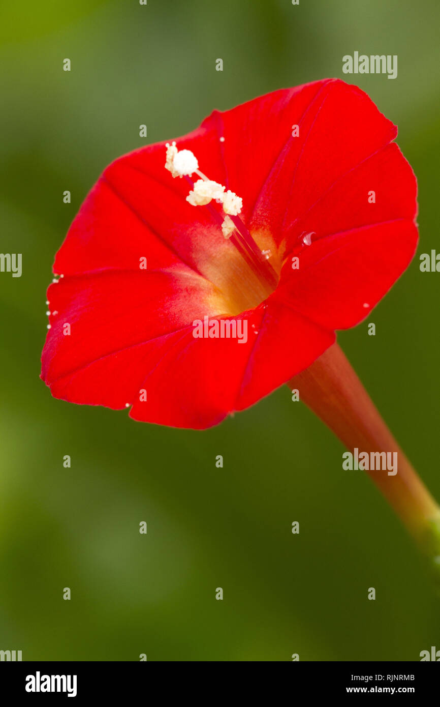Cypressvine morning glory hi-res stock photography and images - Alamy