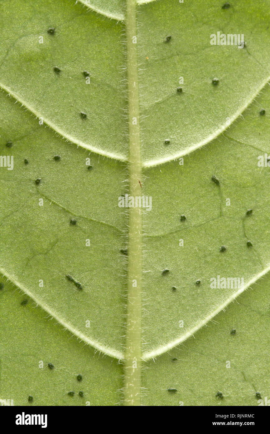 Dotted wild coffee (Psychotria punctata) Foliar bacterial nodules Stock ...