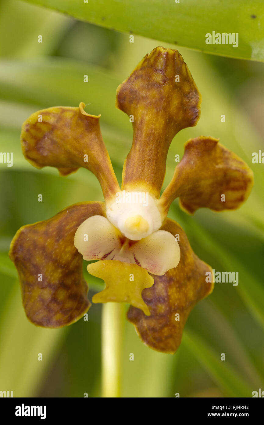Vanda hi-res stock photography and images - Alamy