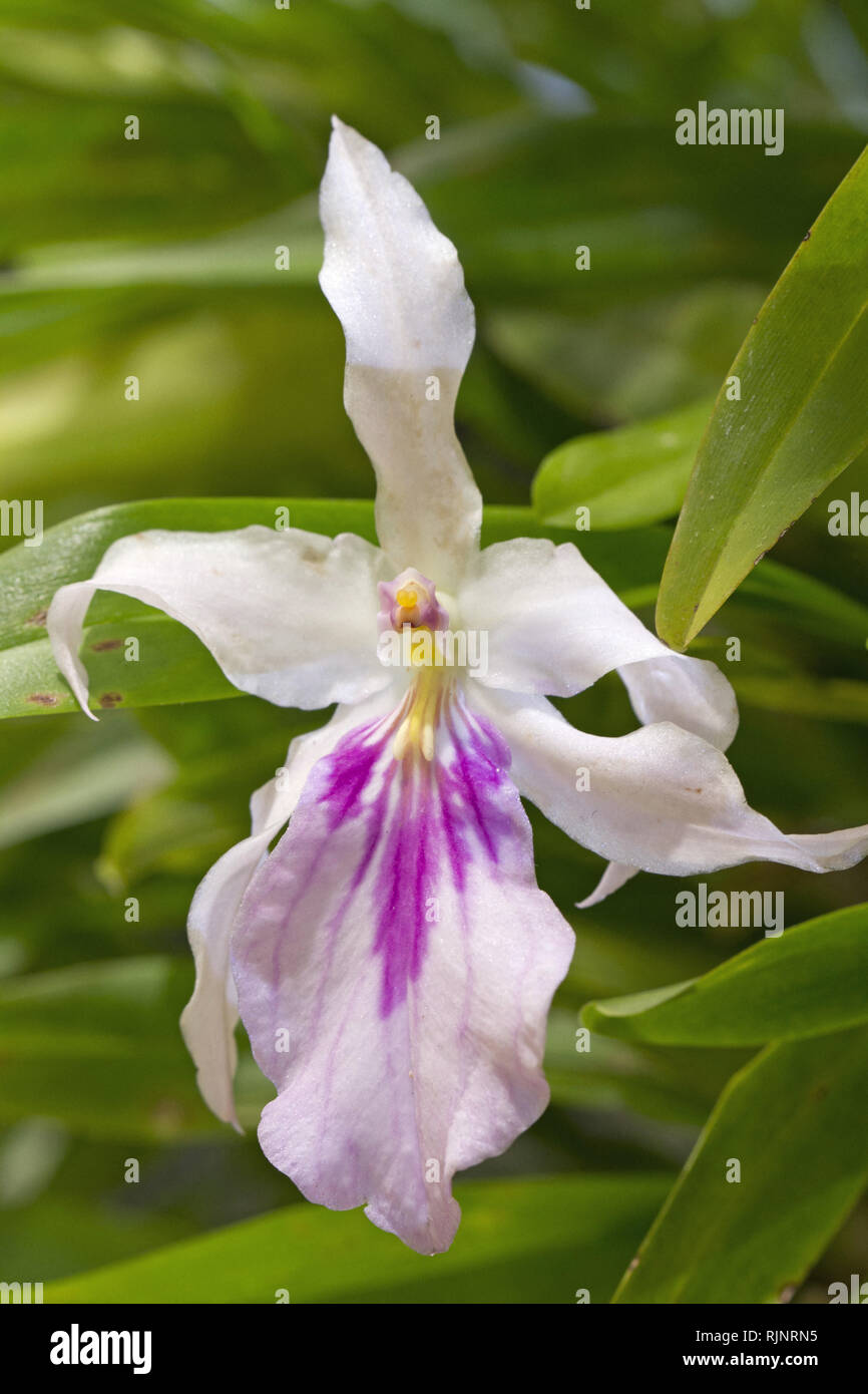 Outstanding miltonia miltonia spectabilis hi-res stock photography and ...