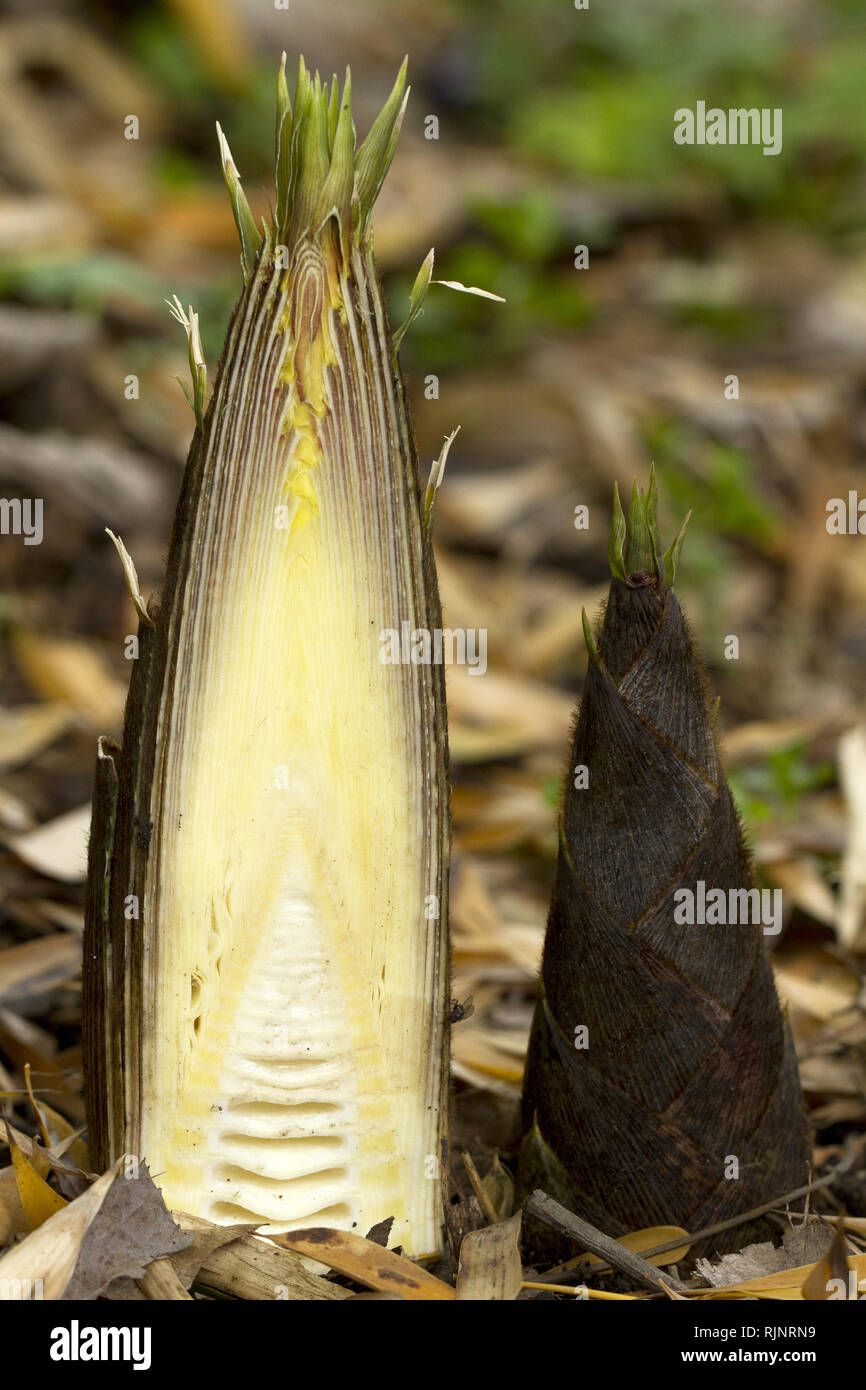 Moso Bamboo Phyllostachys Edulis High Resolution Stock Photography and ...