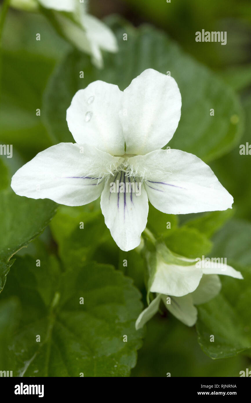 Striped white violet (Viola striata Stock Photo - Alamy