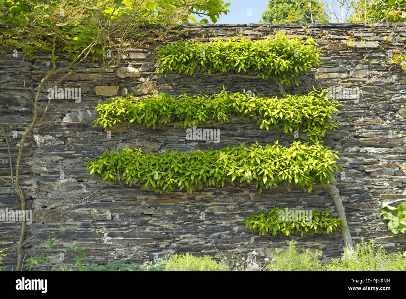 Bay laurel (Laurus nobilis) cut in espalier Stock Photo - Alamy