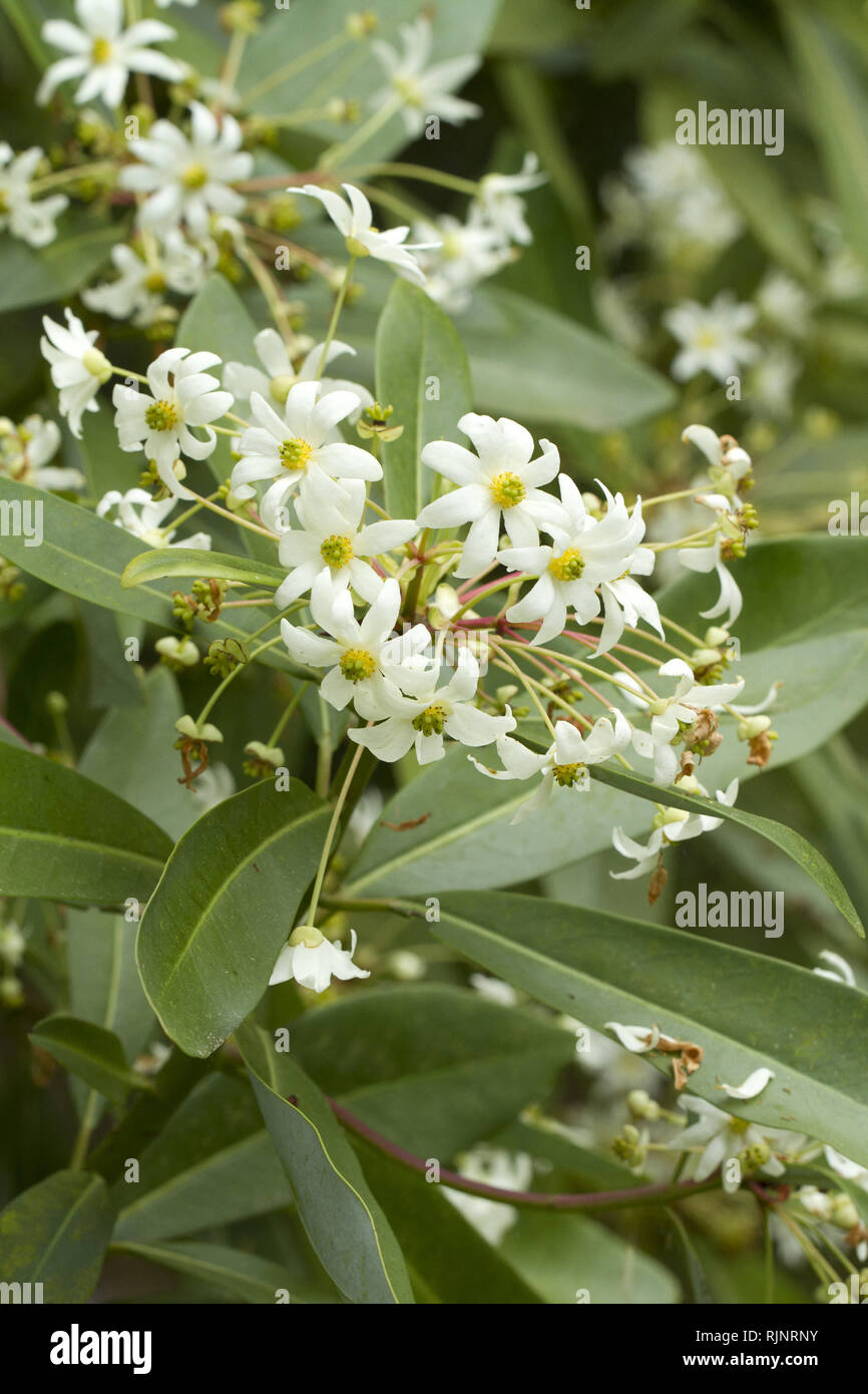 Winters bark drimys winteri hi-res stock photography and images - Alamy