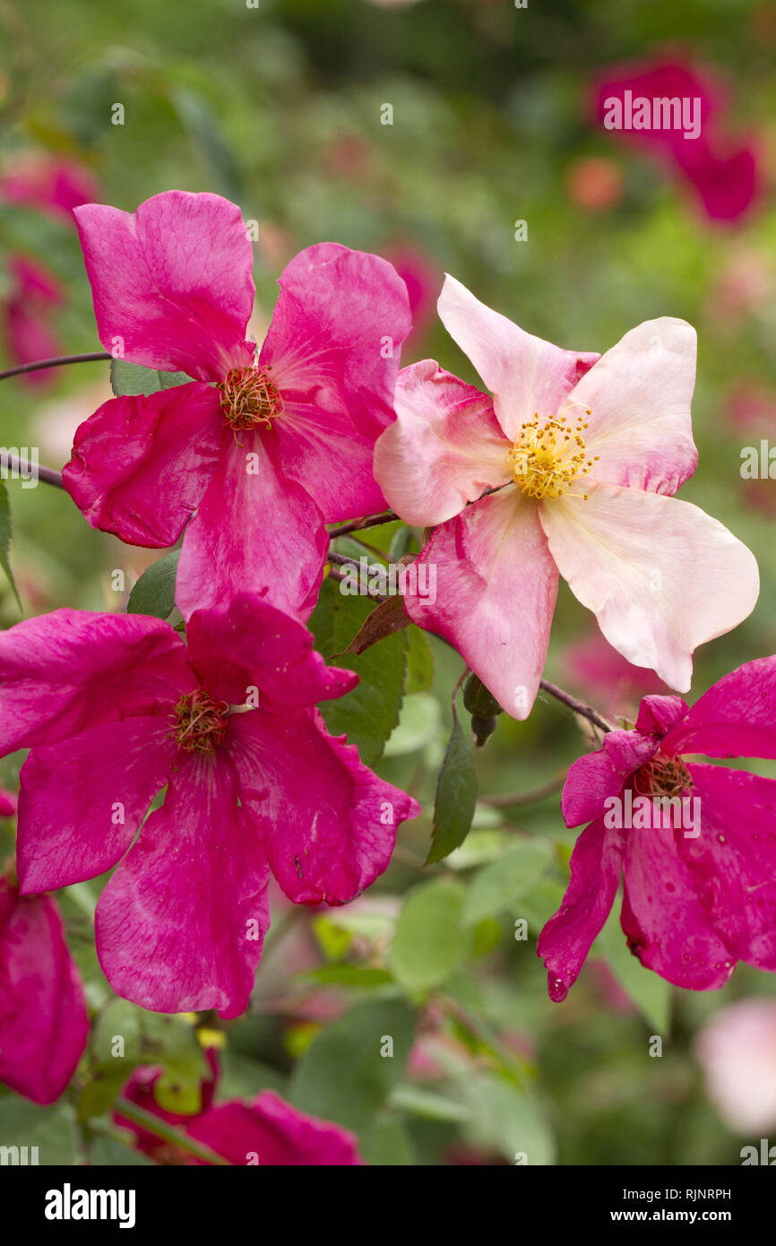 Rosa Chinensis High Resolution Stock Photography and Images - Alamy