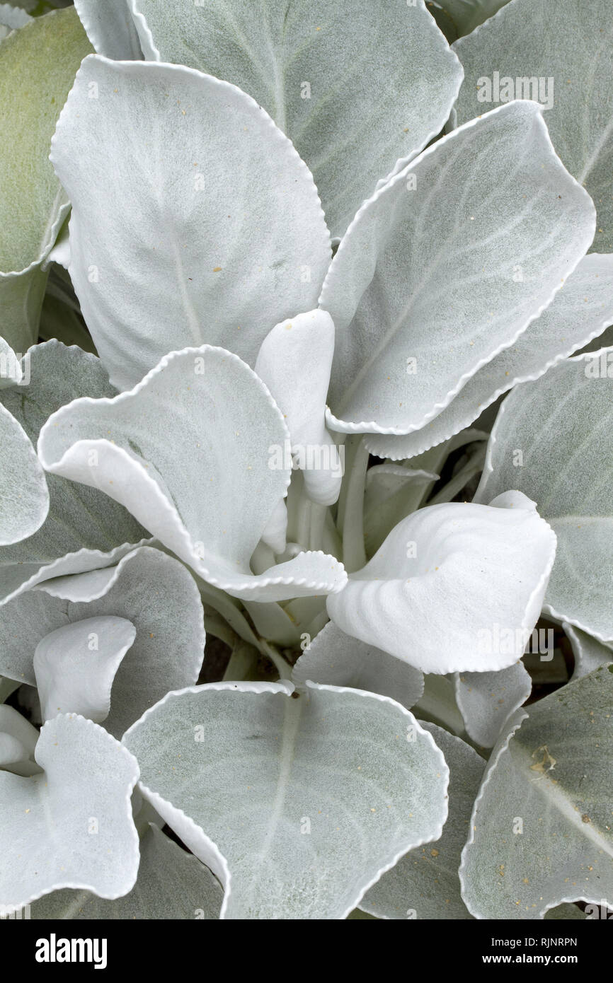 Senecio (Senecio candicans) 'Angel Wings' Stock Photo - Alamy