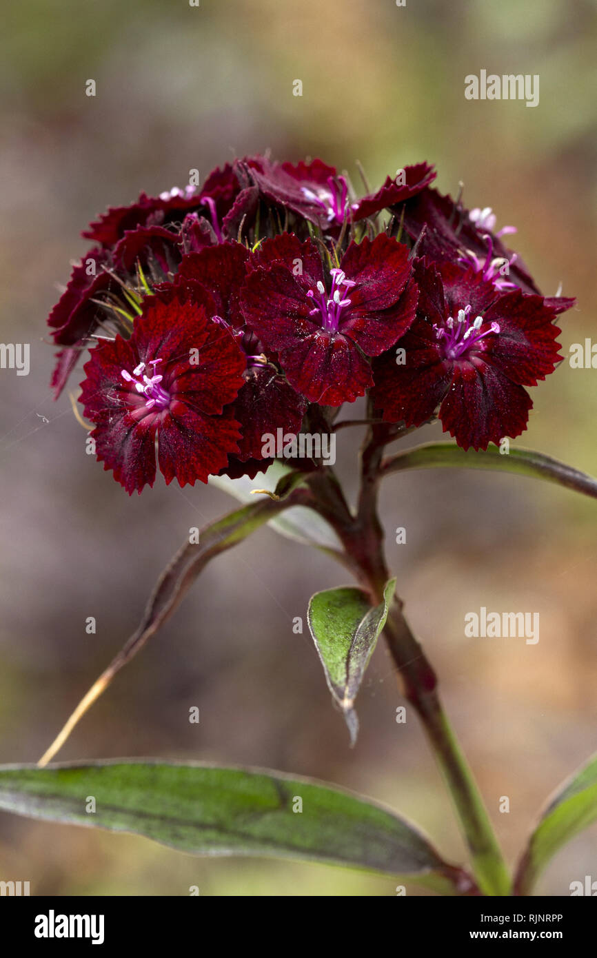 Sweet William (Dianthus barbatus) ?Sooty Stock Photo - Alamy