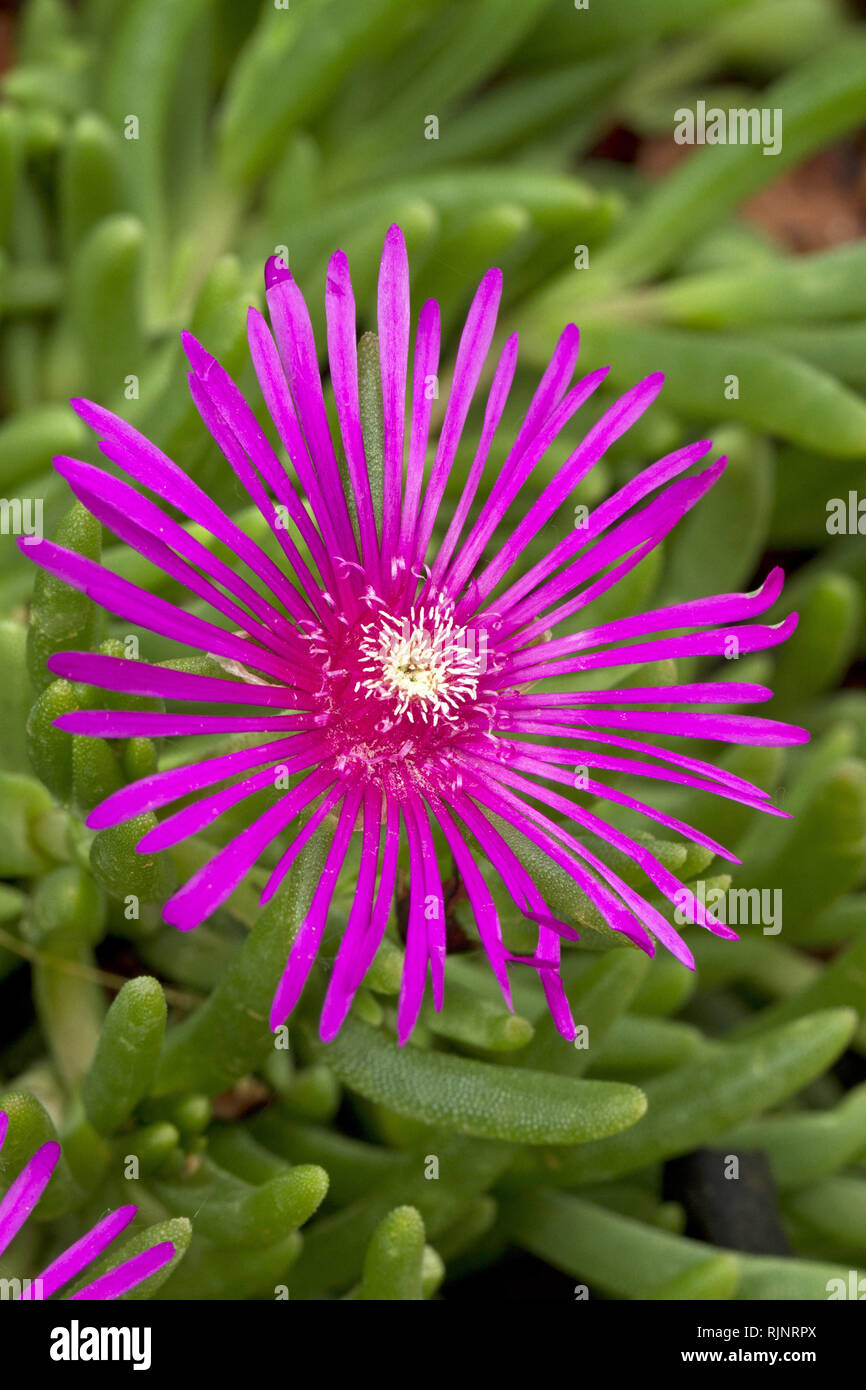 Cooper's ice plant (Delosperma cooperi Stock Photo - Alamy