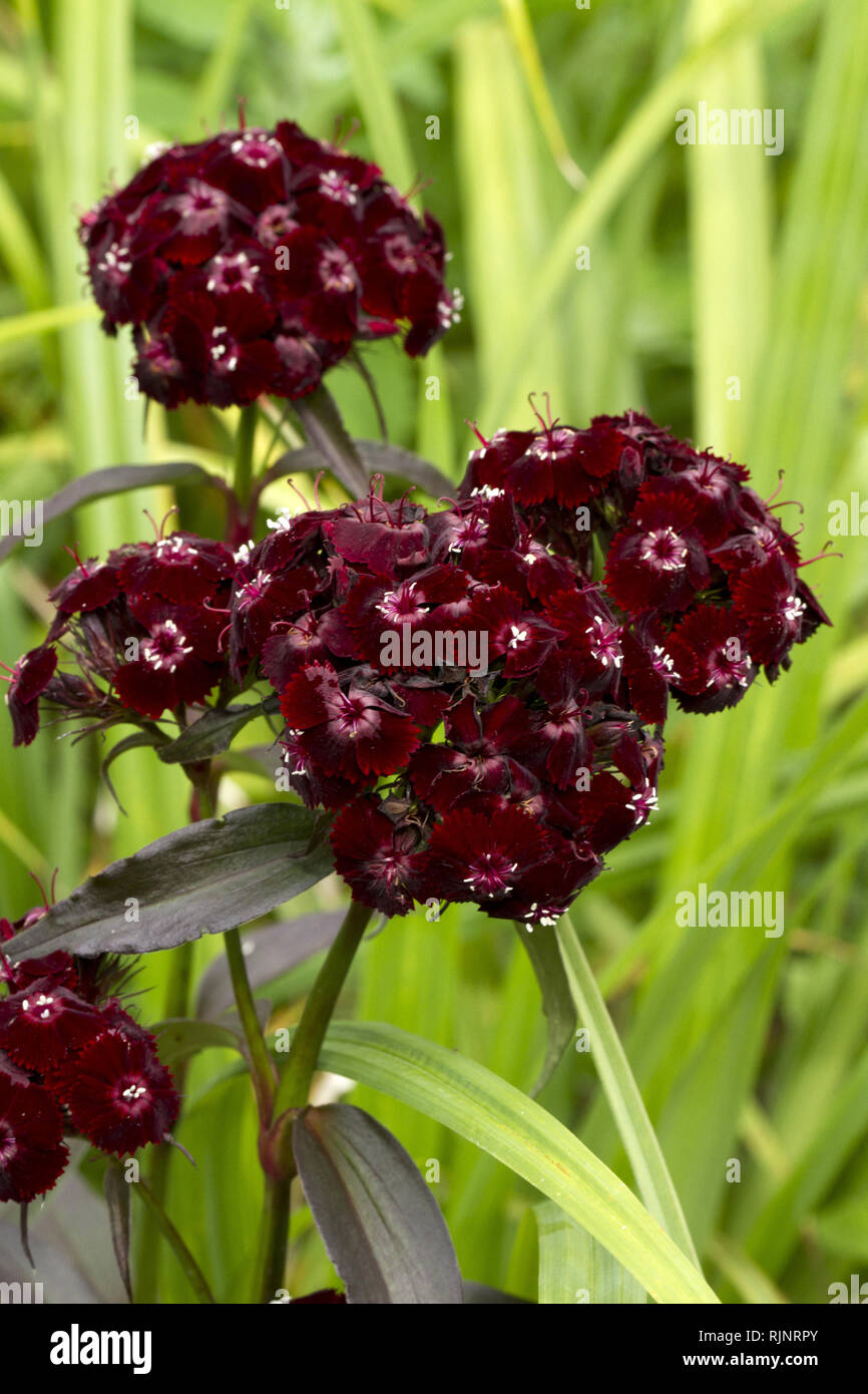 Sweet William (Dianthus barbatus) ?Sooty Stock Photo - Alamy