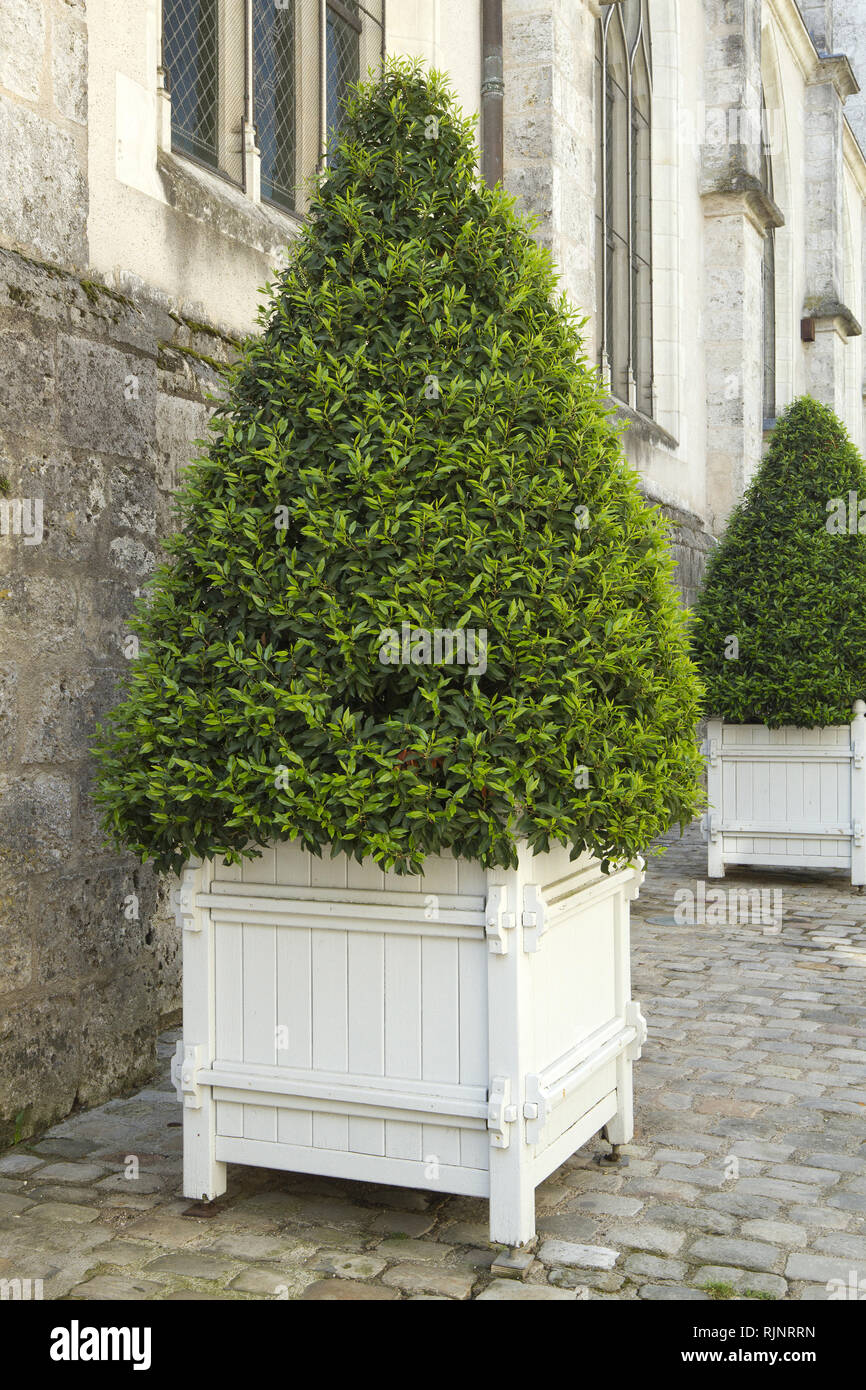 Portugal laurel (Prunus lusitanica) topiary in container Stock Photo - Alamy