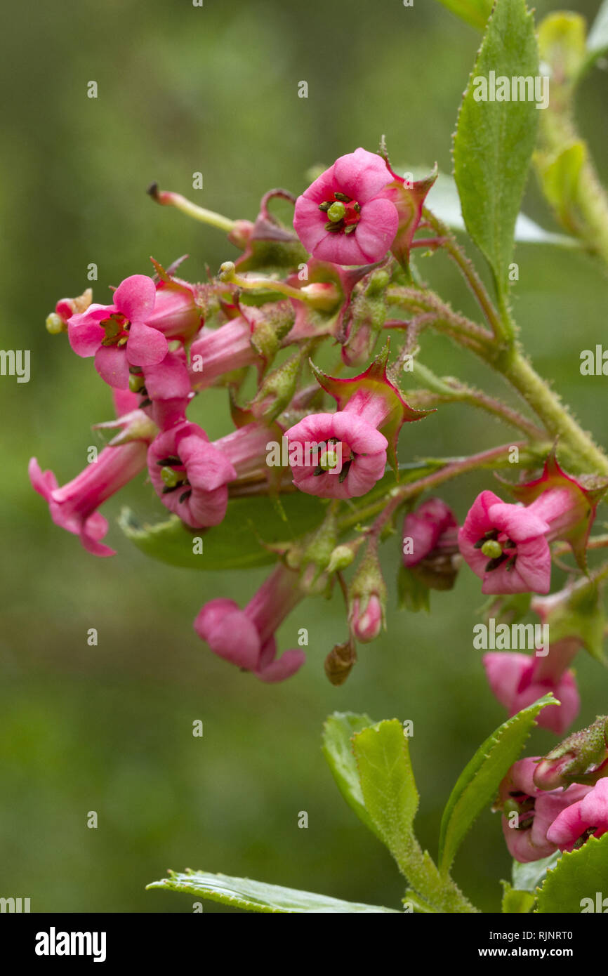 Red Escallonia (Escallonia rubra Stock Photo - Alamy