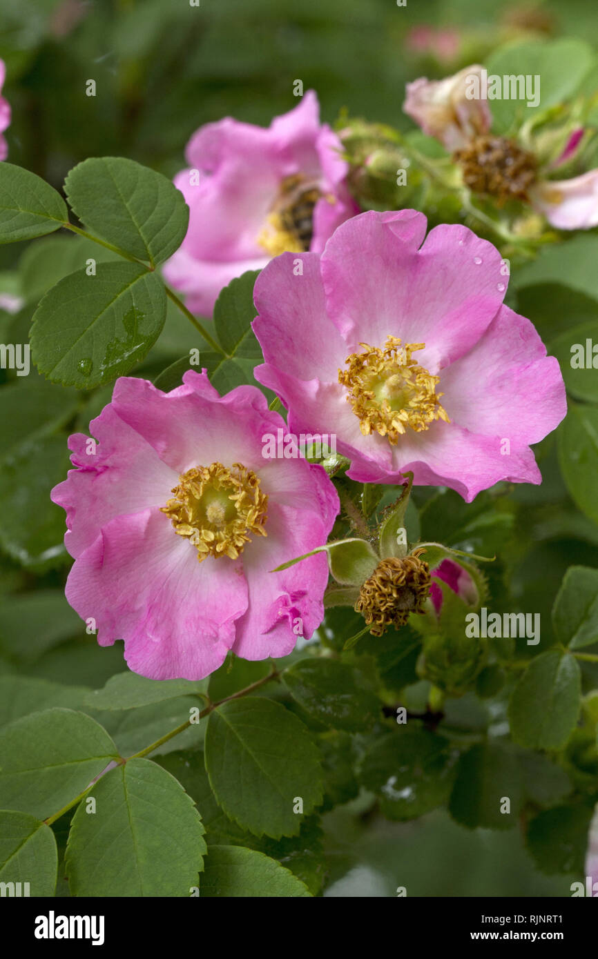 Etiolated plant hi-res stock photography and images - Alamy