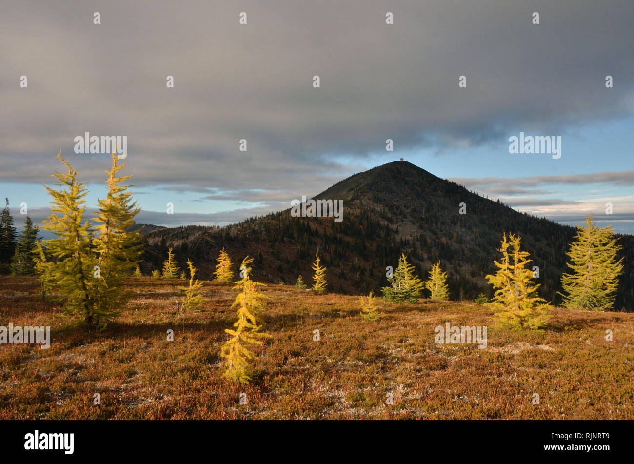 Northwest Peak with lookout and alpine larch in fall. Northwest Peak ...