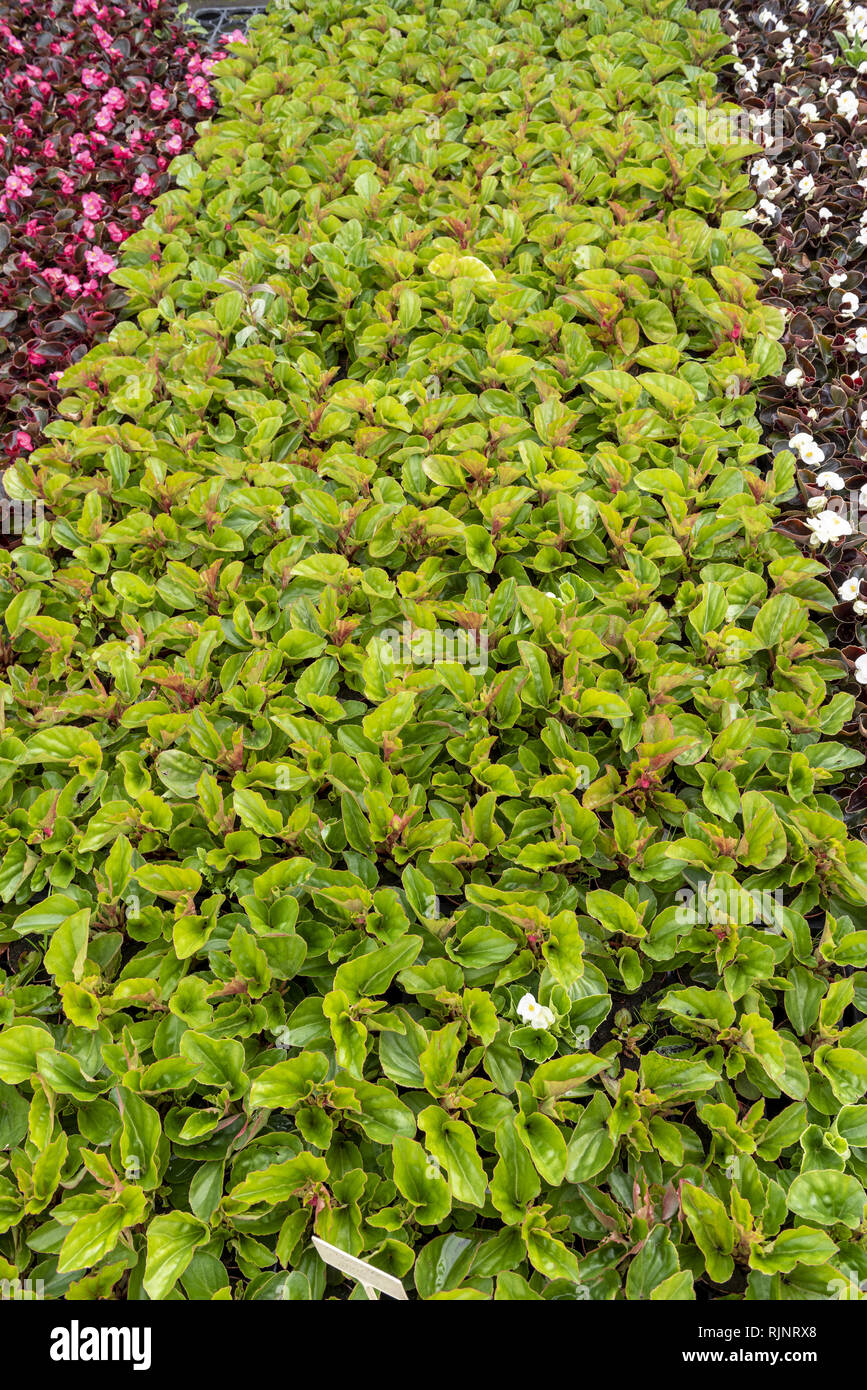 Begonia seedlings 'Senator' white, in a greenhouse, spring, Pas de ...