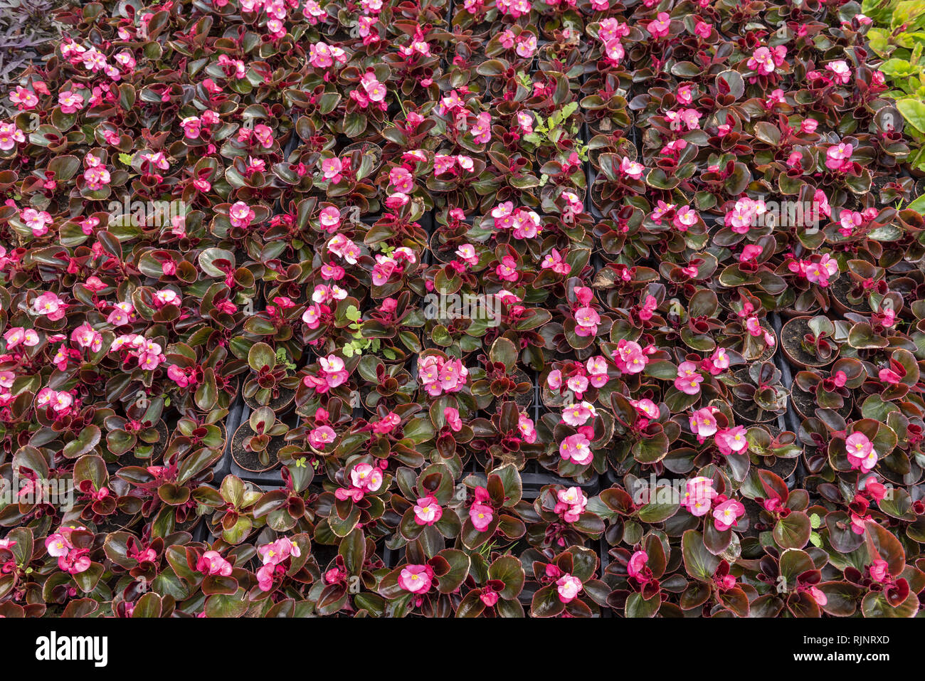 Begonia seedlings 'Senator' light pink, in a greenhouse, spring, Pas de ...