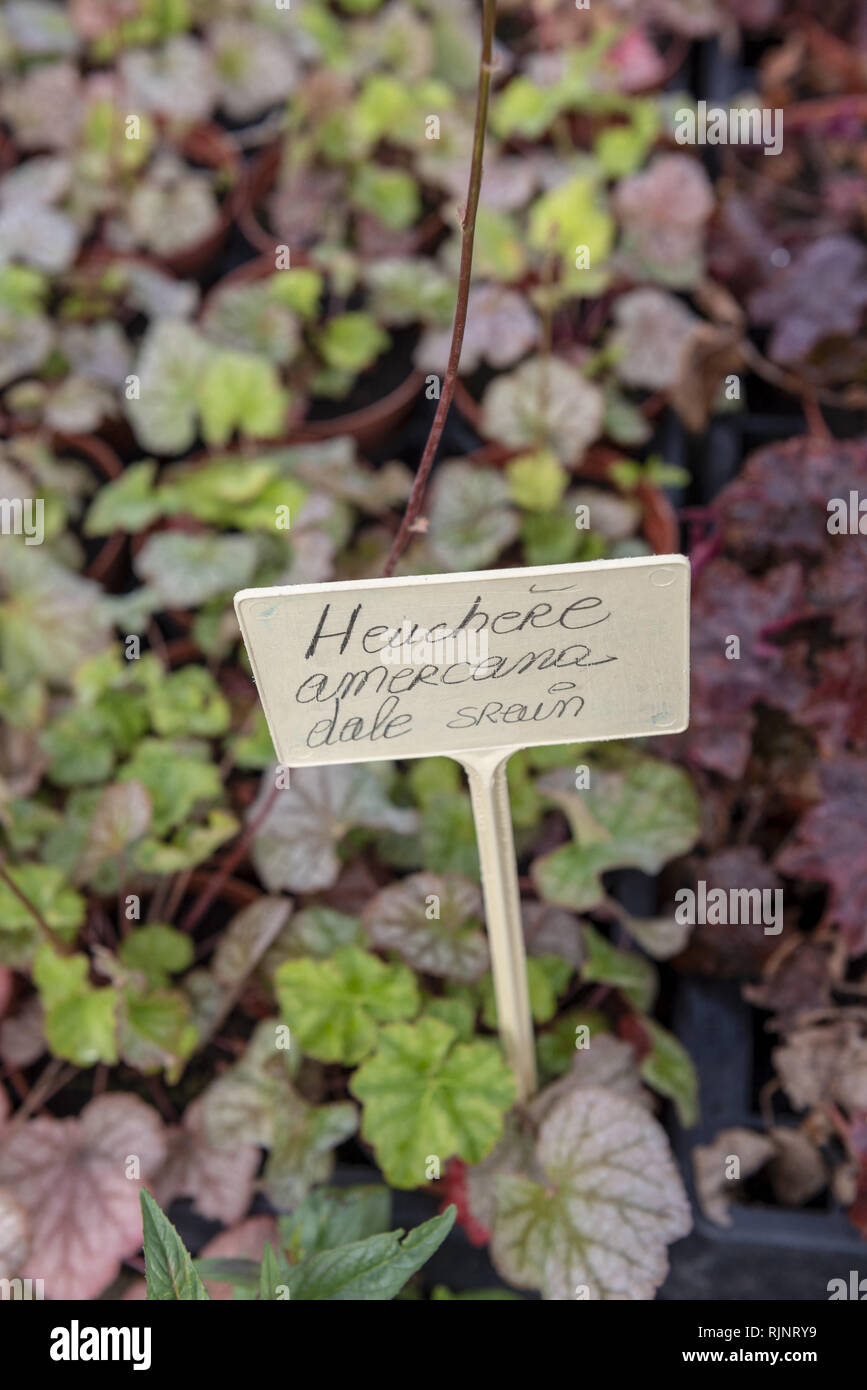 American alumroot (Heuchera americana) 'Dale Strain', Spring, Pas de ...