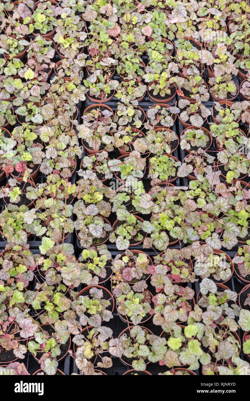 American alumroot (Heuchera americana) 'Dale Strain', Spring, Pas de ...