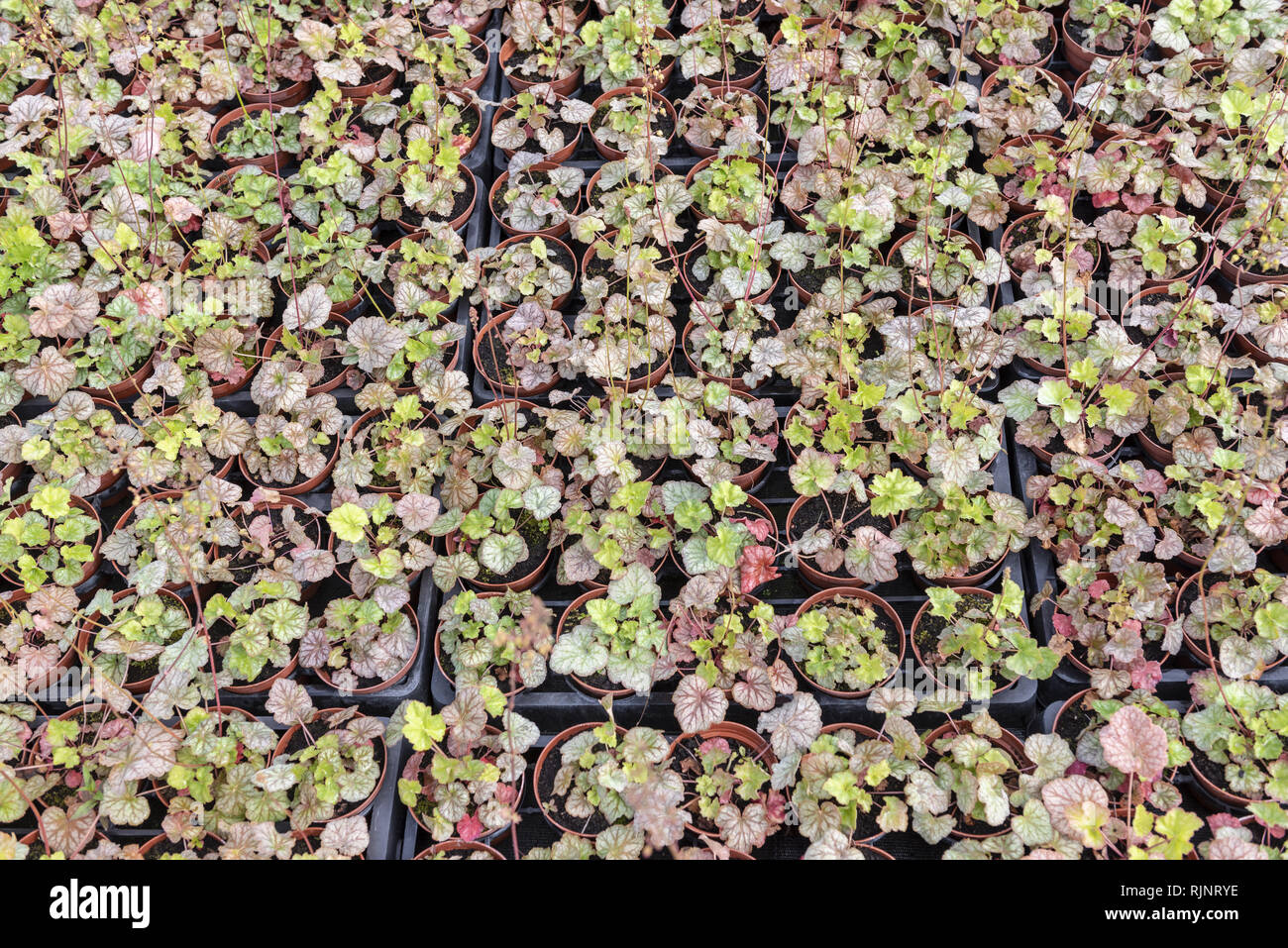 Heuchera Americana Dales Strain