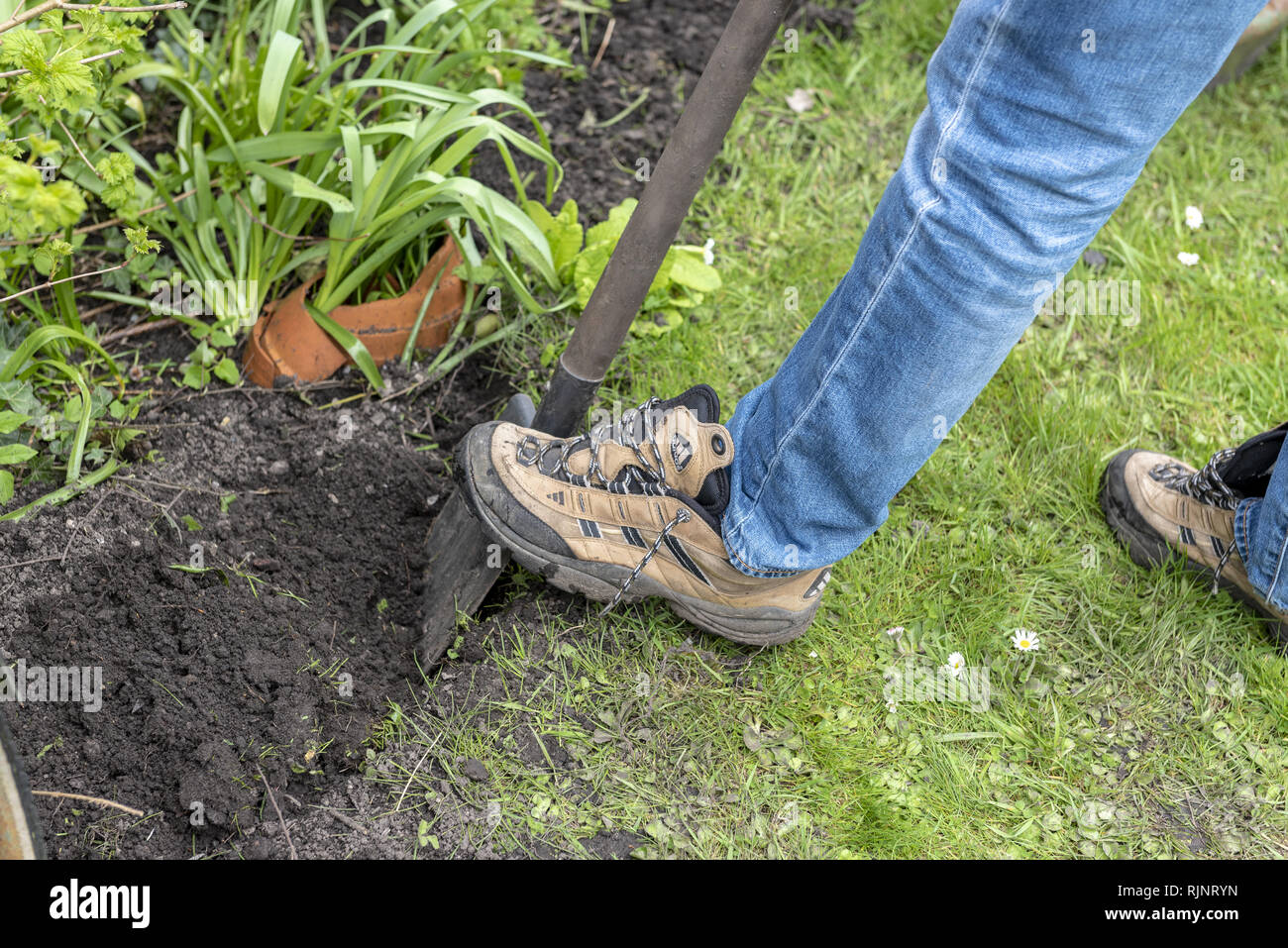 Plantation step by step of a Peony in a garden Stock Photo - Alamy